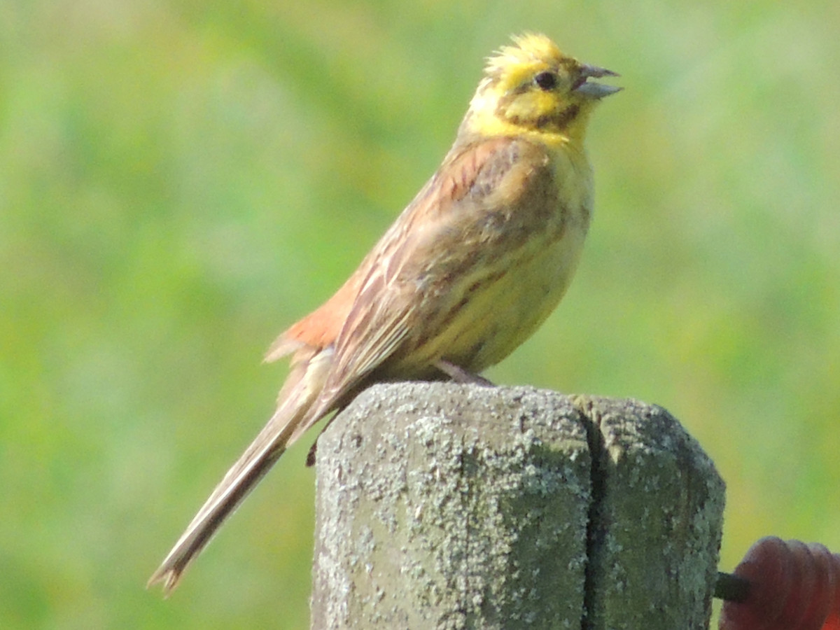 Goldammer, Yellowhammer, Emberiza citrinella - free bird images